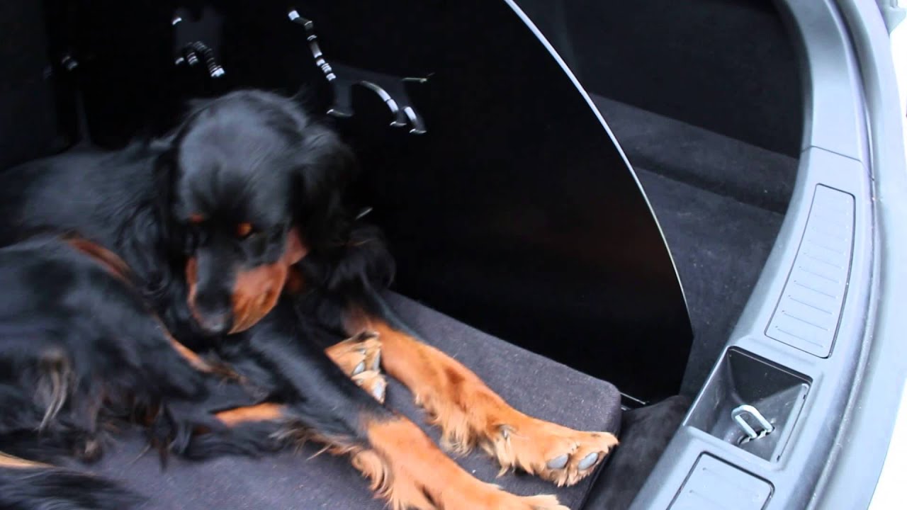 Hunder i Tesla mode S ......Hundebur på en ny måte - YouTube