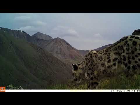 Camera Trap, Snow Leopard