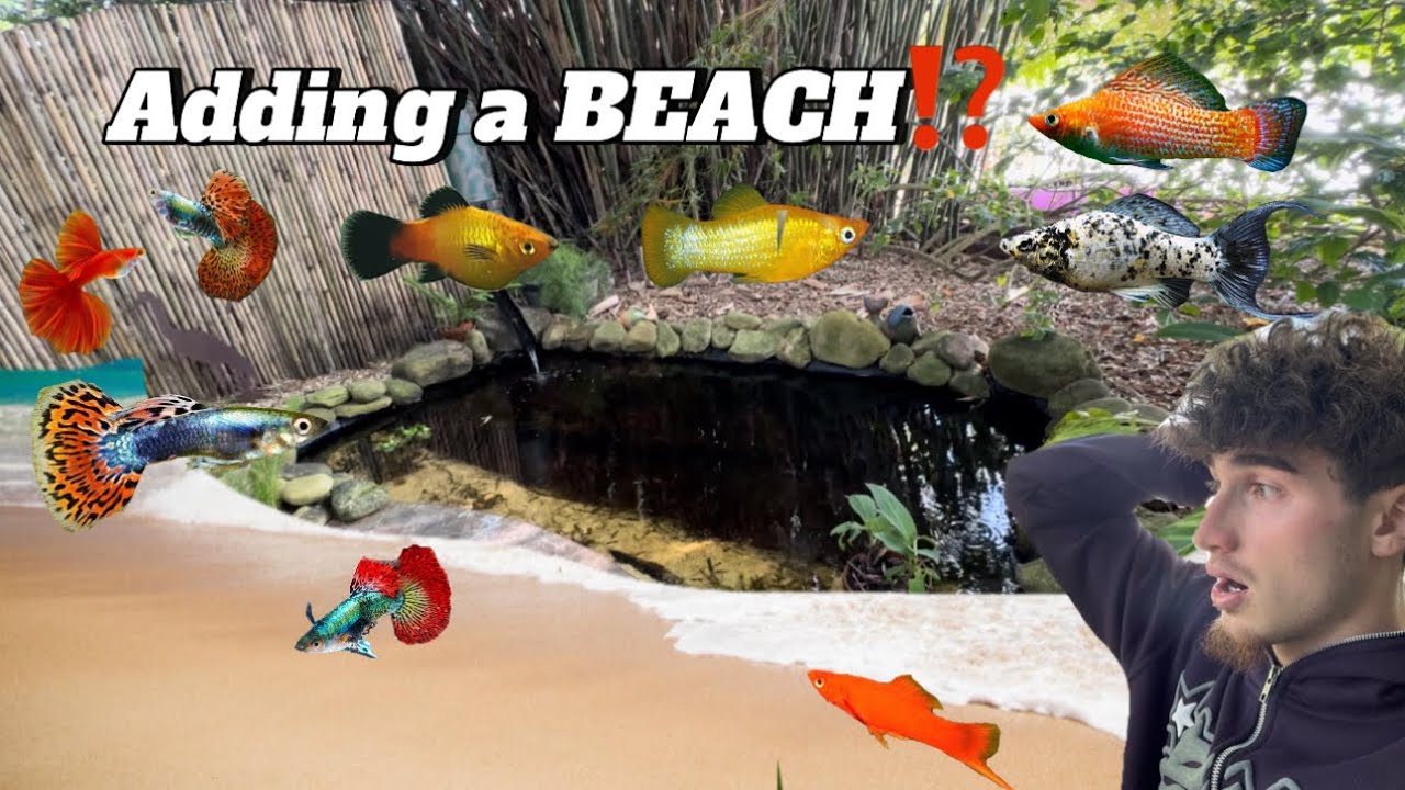 Making a Beach for TROPICAL Fish Pond!!! - YouTube