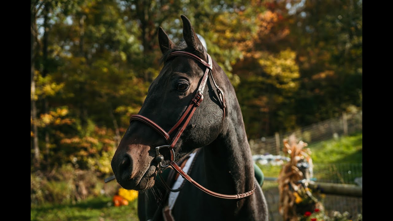 Cowboy Canter Left lead - YouTube