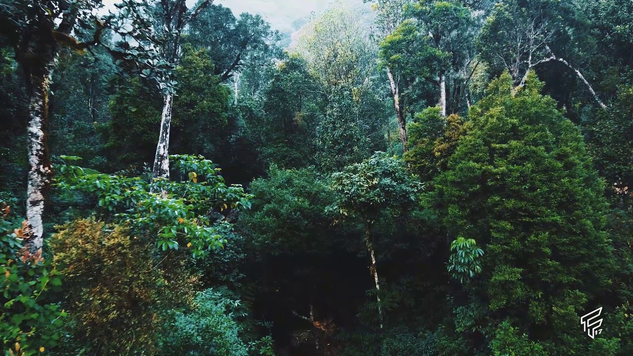900kandi,Wayanad| Into the wild| Tentgram | Exploring nature - YouTube