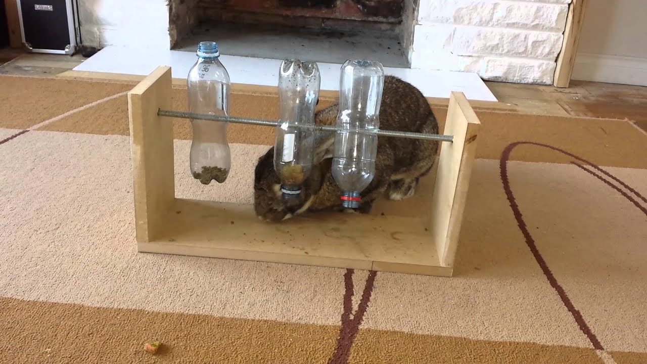 DIY bunny game, for smart bunnies! - YouTube