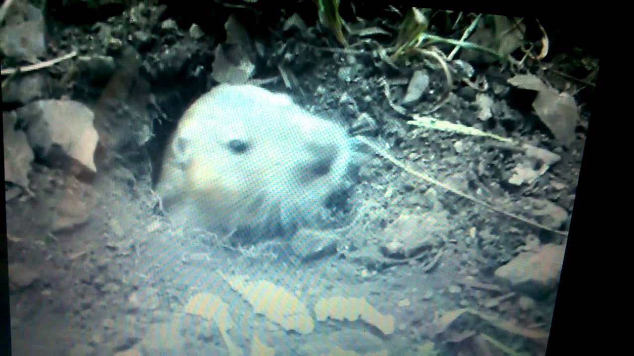 My Gopher friend - YouTube