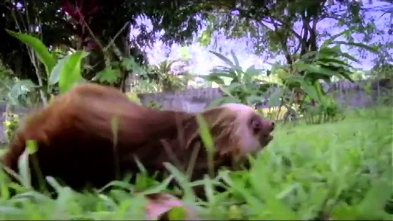 EPIC Sloth - YouTube
