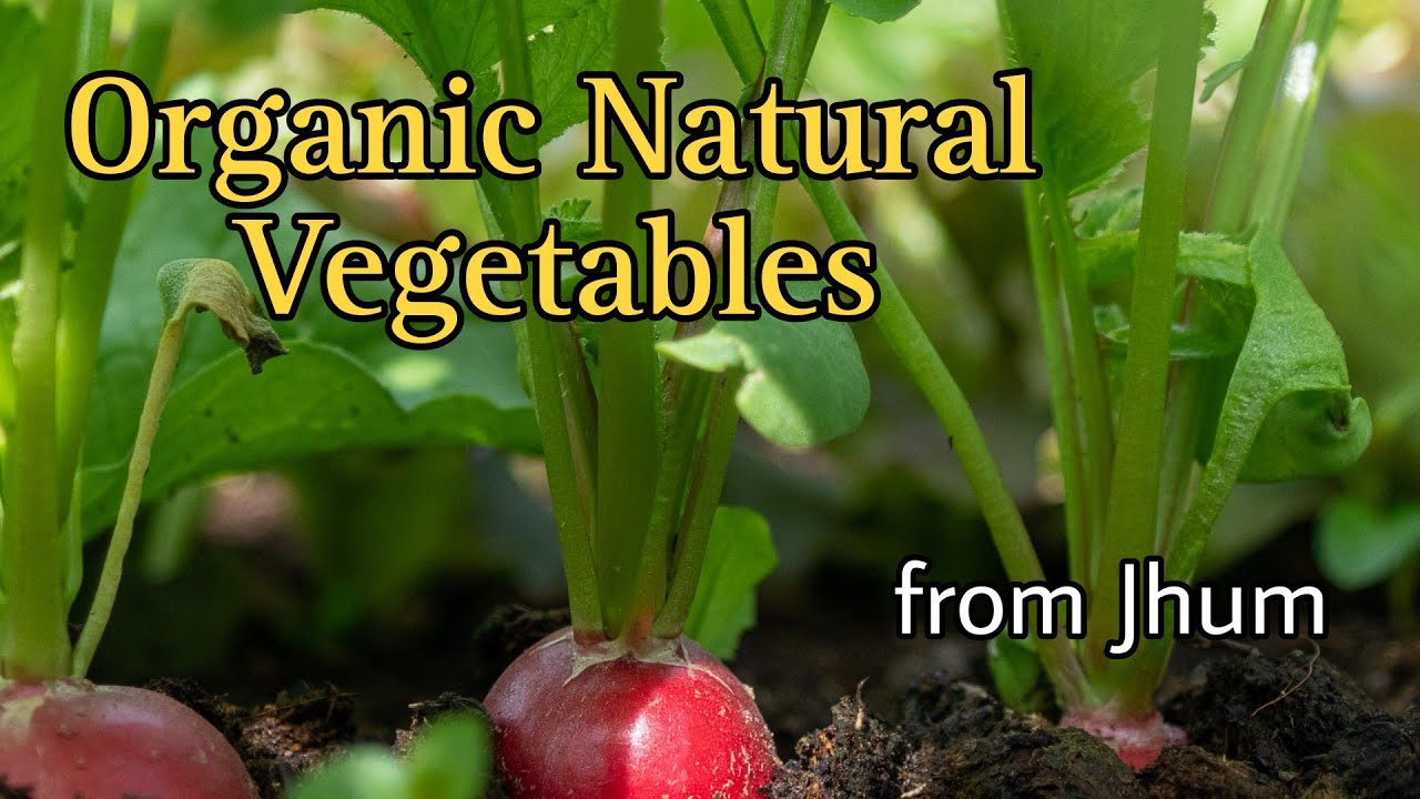 Vegetables collection from Hill || Pahar ki sabjiyan || Organic ...