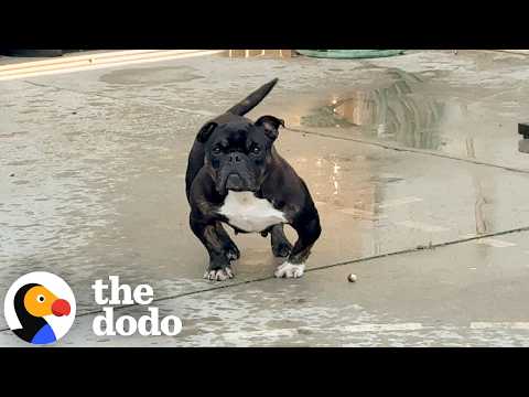 Overbred Bully Mix Spent Years In Pain Until Everything Changed | The Dodo