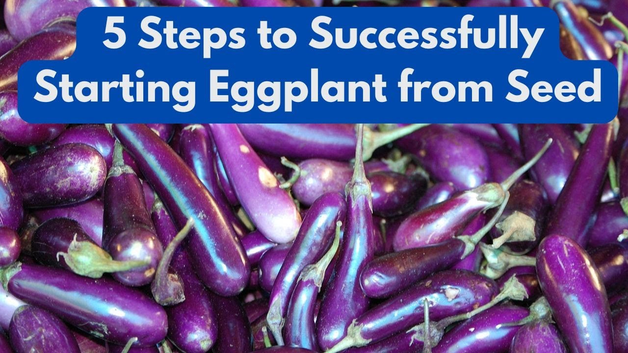 5 Steps to Successfully Starting Eggplant from Seed - YouTube