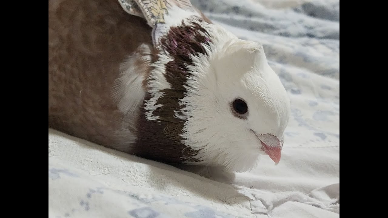Pigeon is sweet and cute - YouTube