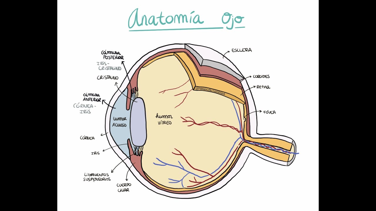 Anatomía Básica Ojo - YouTube