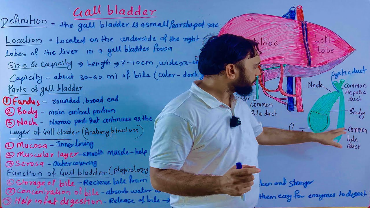 Gallbladder |gallbladder anatomy | gallbladder structure and function ...