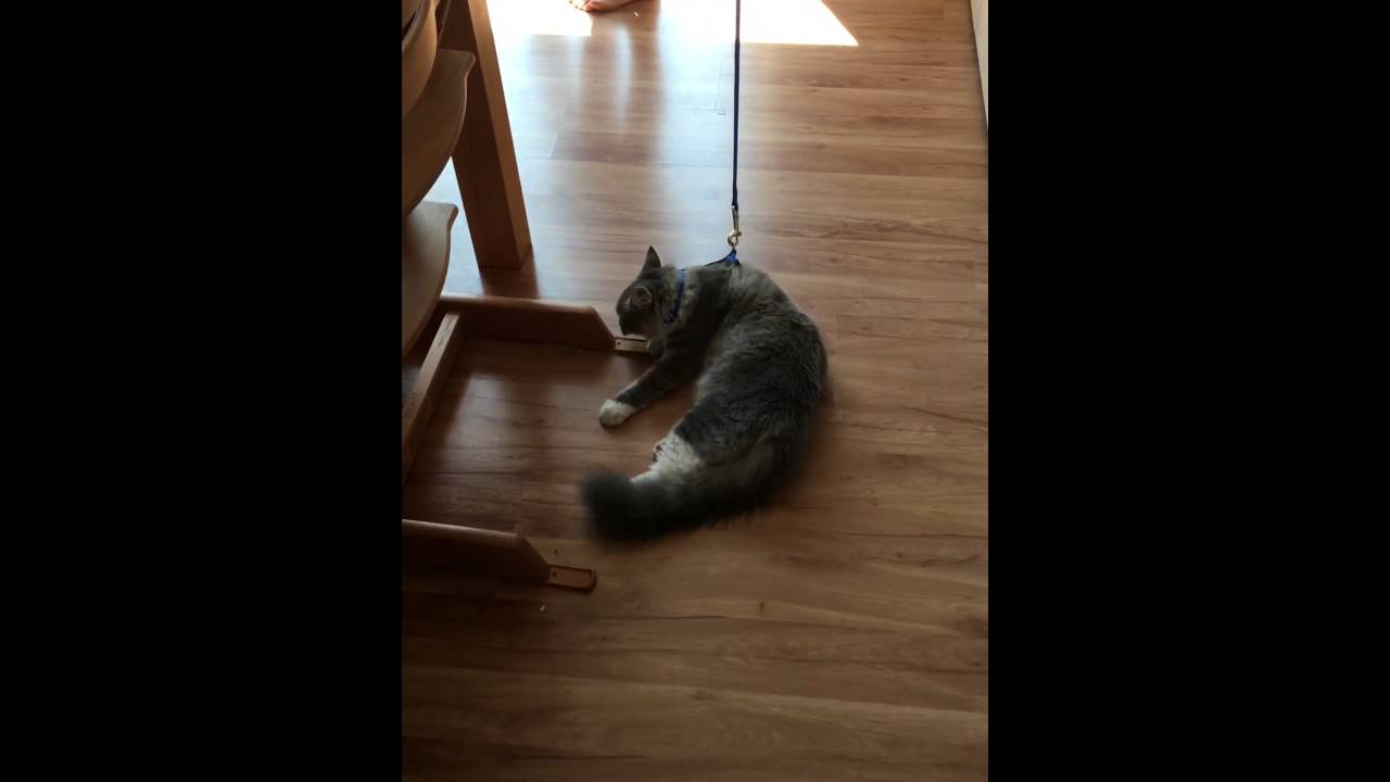 Maine coon walking on leash - YouTube