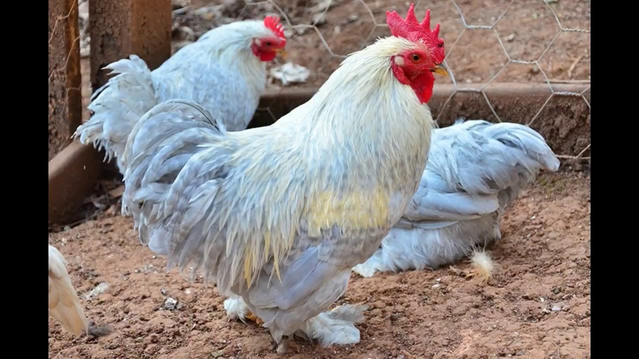 OS TOP 10 MINI COCHIN - YouTube