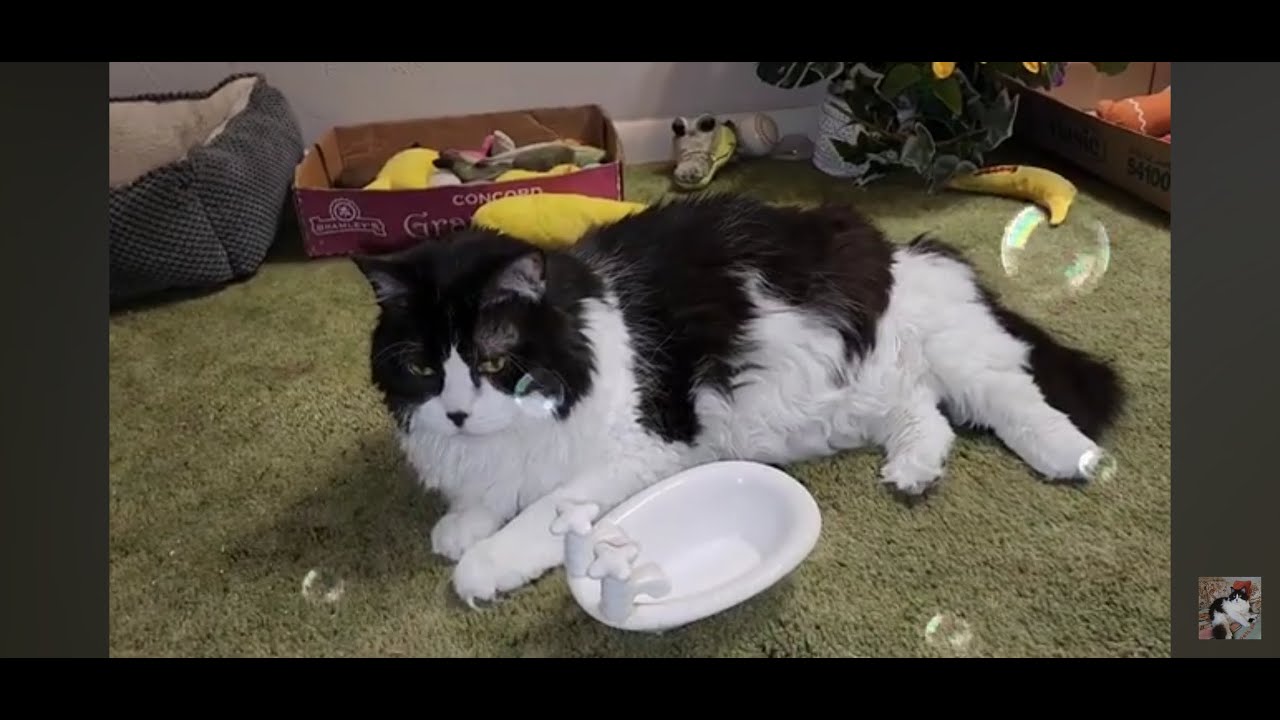 The Saturday Night Bath 🛁🐈‍⬛🫧🧼💦 - YouTube