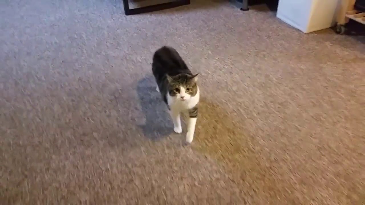Badass Cat attacks human - YouTube