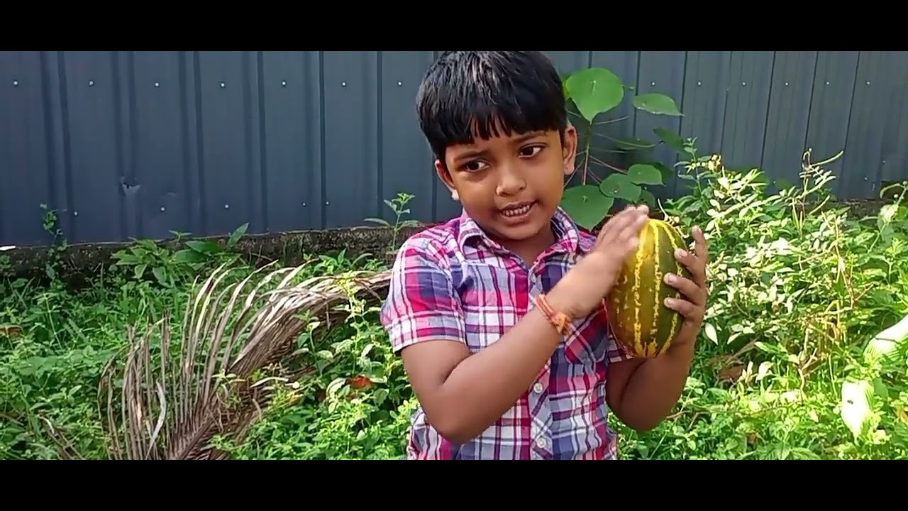 Vellarikka (Kerala cucumber) - YouTube