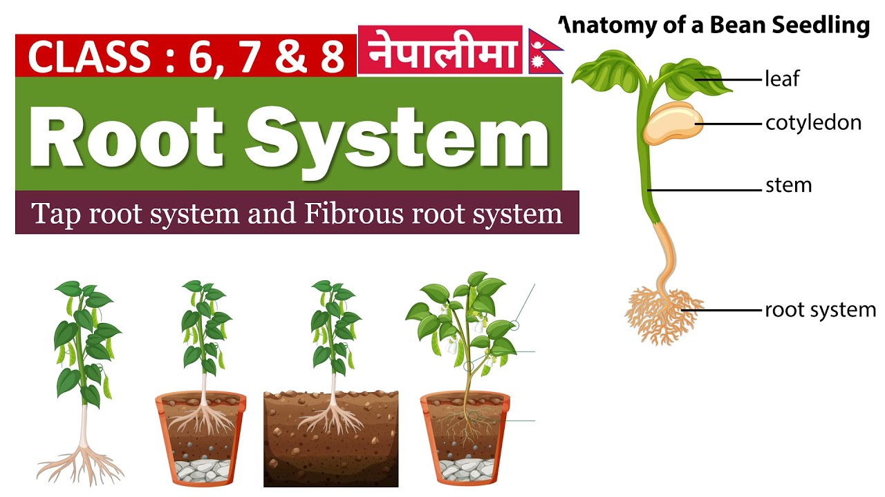 Root System || Tap Root System || Fibrous Root System - YouTube