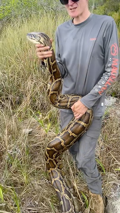 This was easily the biggest one I’ve seen all year, giant python found ...