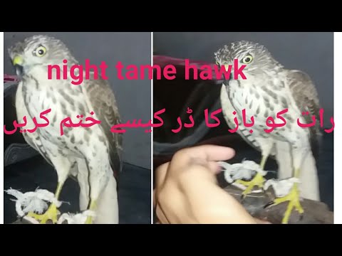 How to tame hawk - YouTube