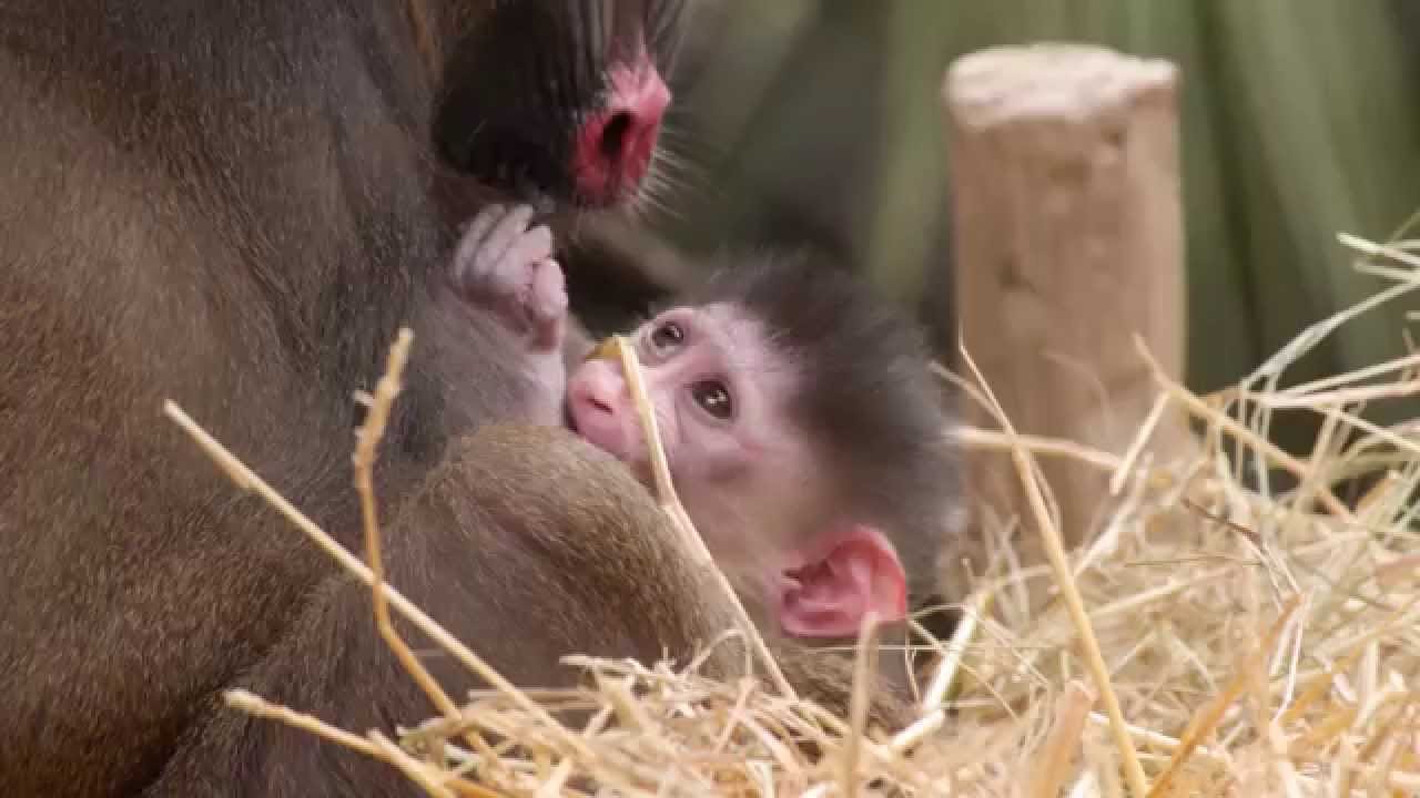 New Mandrill Baby at the Houston Zoo! - YouTube