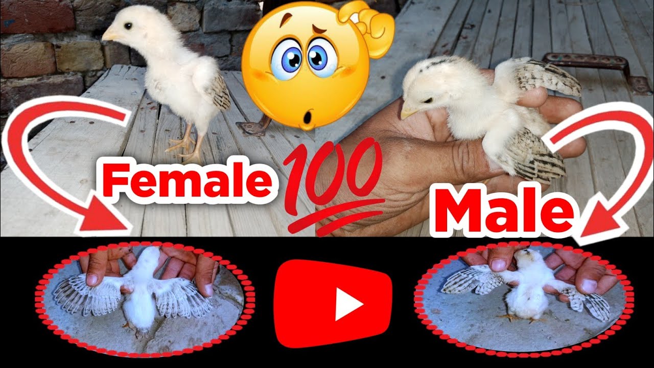 How To Identify Male and Female chicks|How to tell if a chicken is male ...