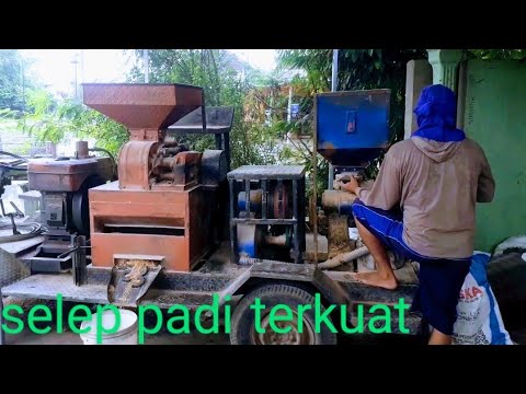 SELEP PADI KELILING PEDESAAN - YouTube