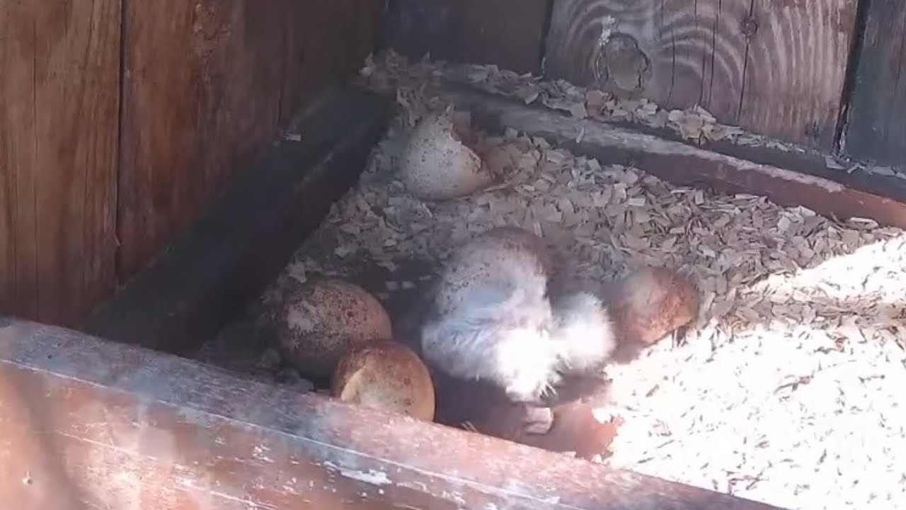 Red-footed Falcon Nest Cam #2 | First egg hatched in red-footed falcon ...