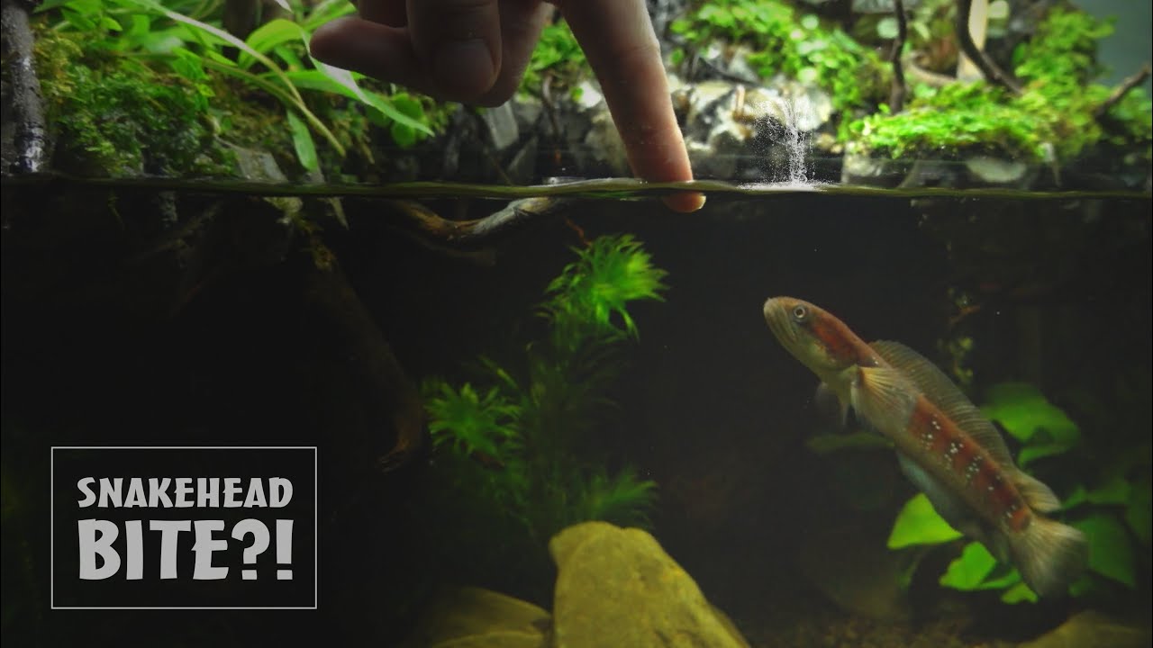Snakehead Grows Up In Paludarium Waterfall l Channa Asiatica l 9 Months ...