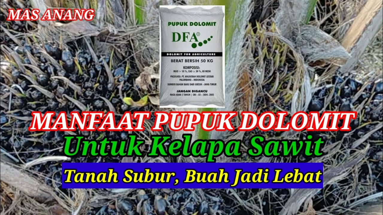 Manfaat Pupuk DOLOMIT Untuk Kelapa Sawit - YouTube