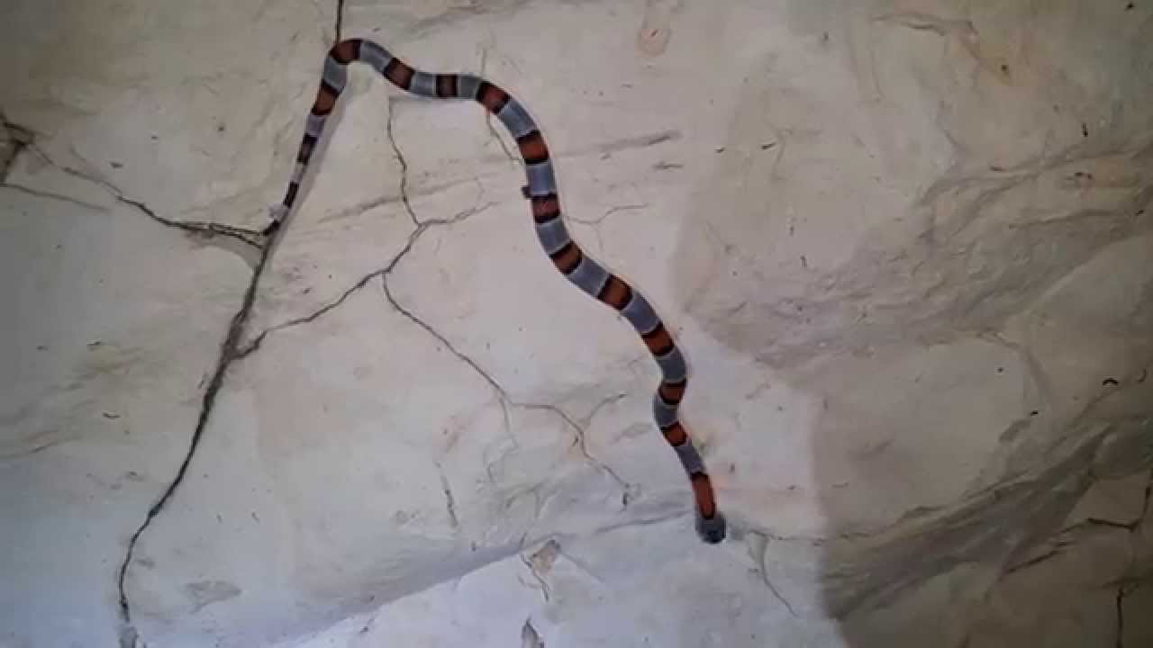 #2 Grey-Banded Kingsnake( Lampropeltis alterna), Field Herping West ...