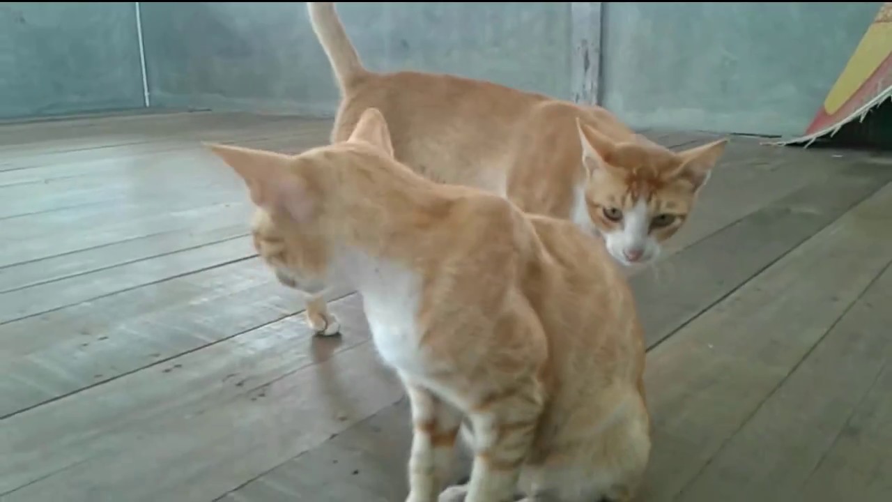 KUCING SIAP KAWIN - YouTube