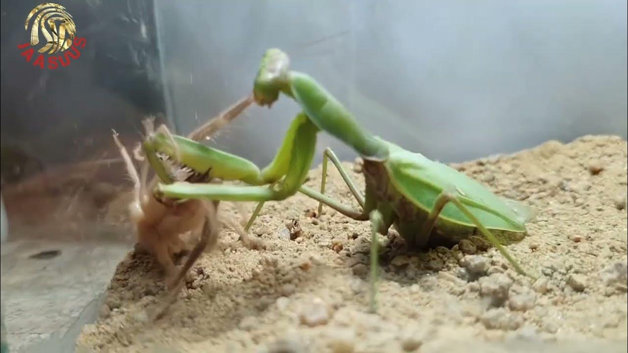 Mantis VS Black widow and Camel Spider BRUTAL FIGHT - YouTube