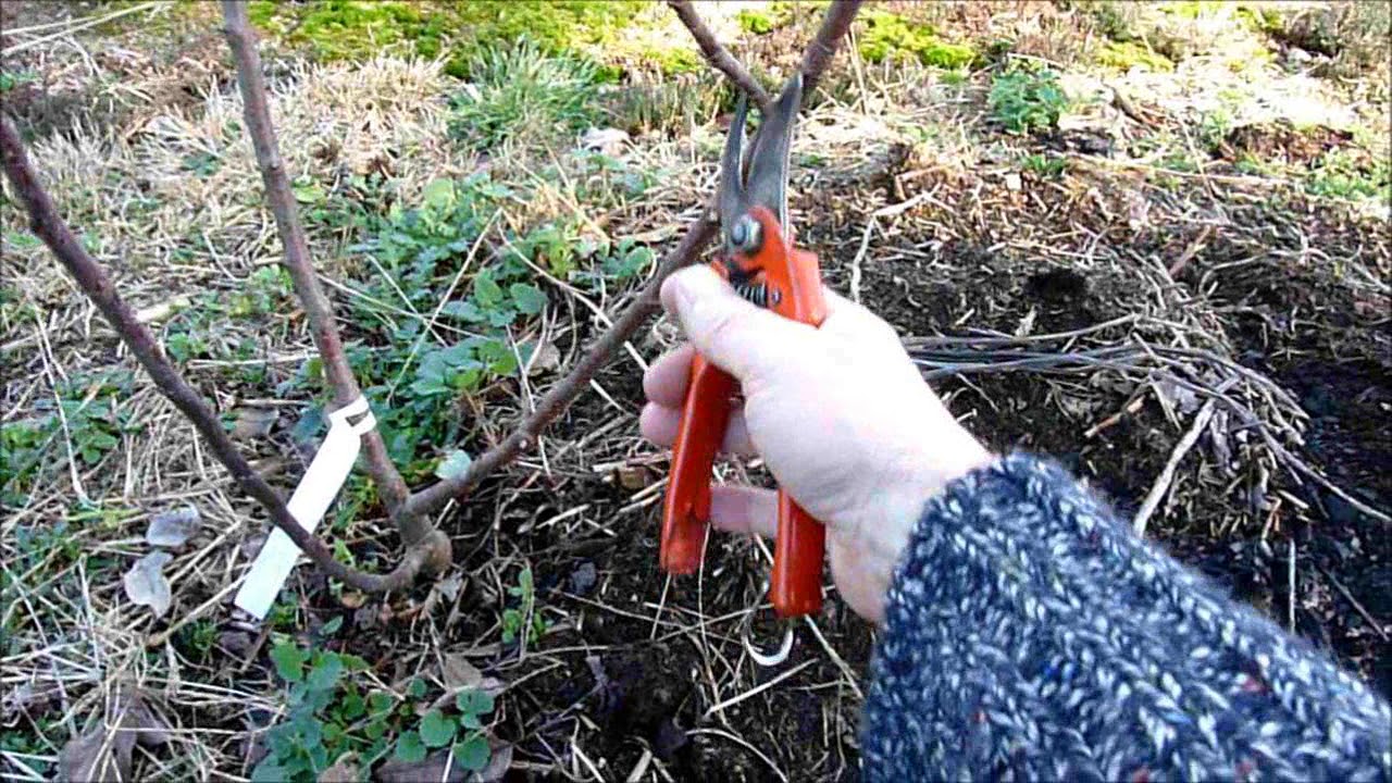 Taille de formation d'un pommier - Monjardindansleslandes - YouTube