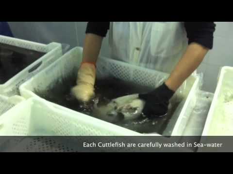 Cuttlefish from Morocco - YouTube