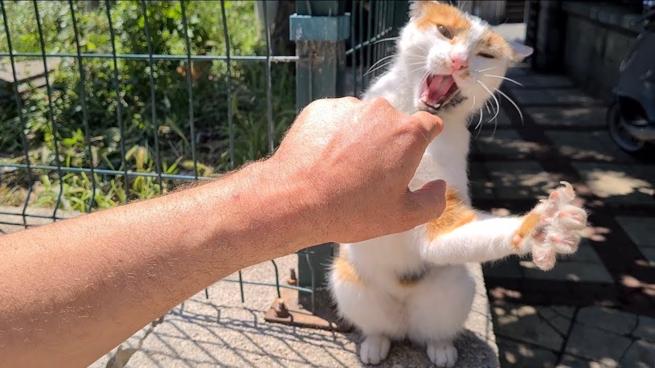 An Angry, Wild and quite Aggressive Stray Cat. - YouTube