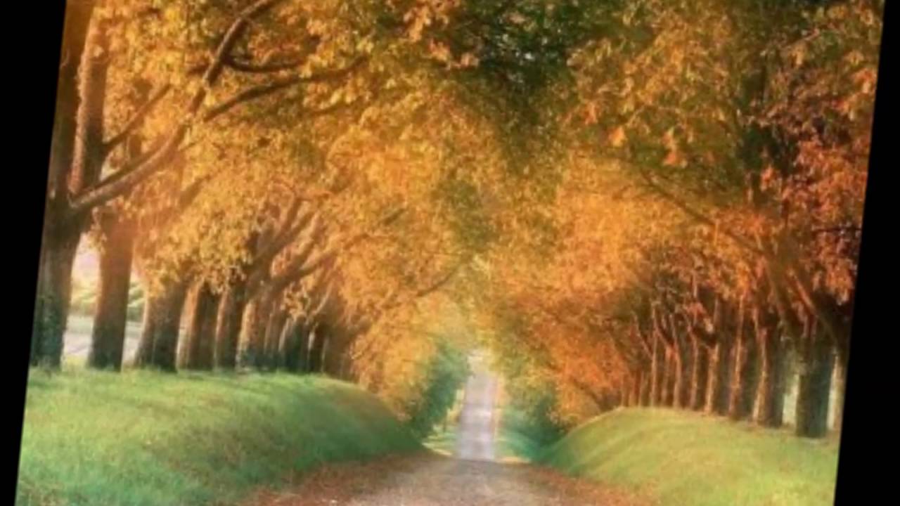 Top 10 Most Amazing Tree Tunnels - YouTube