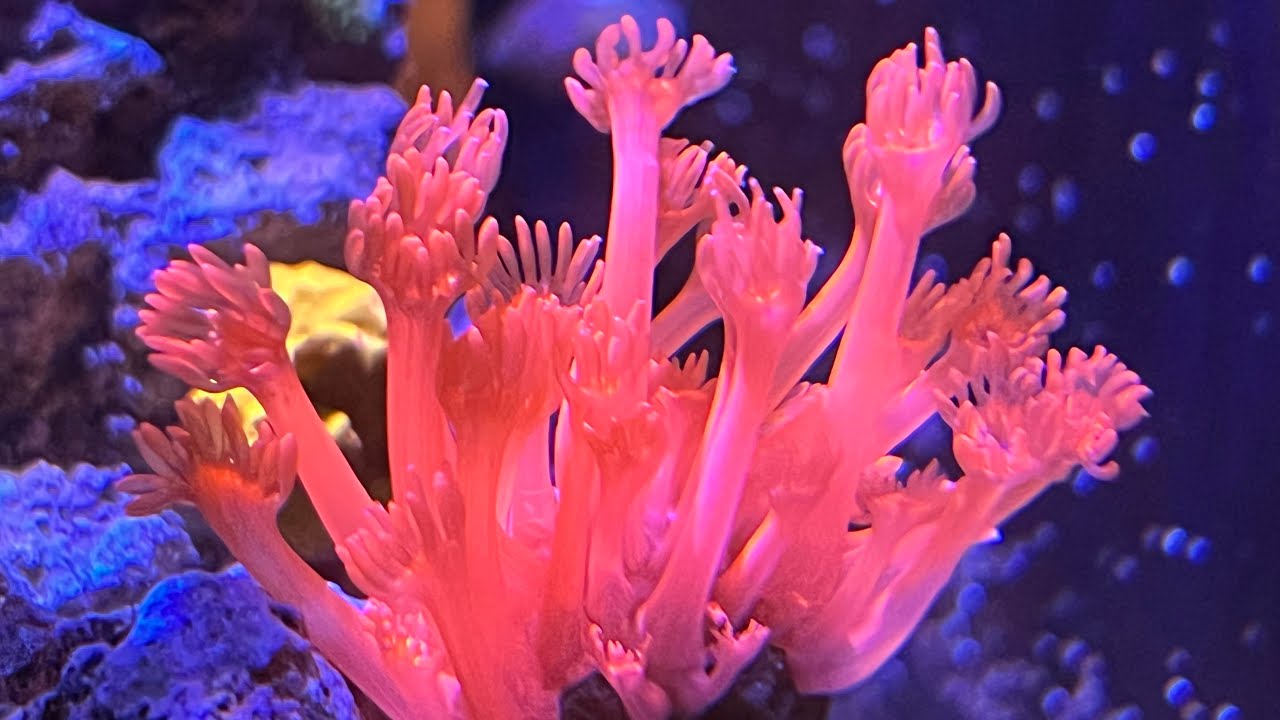 Successful Bio Cube Reef Aquarium - YouTube