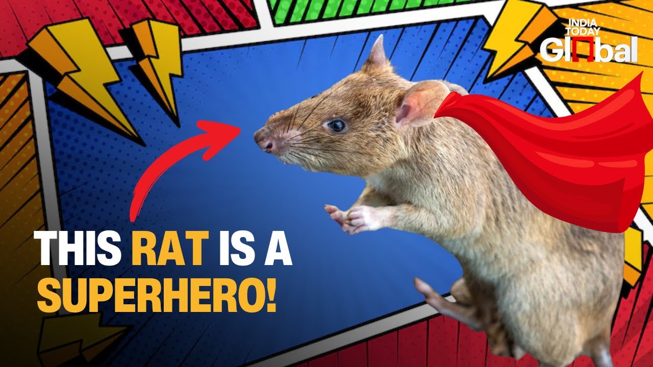 Ronin the Hero Rat: Guinness World Record Holder Saving Lives in ...