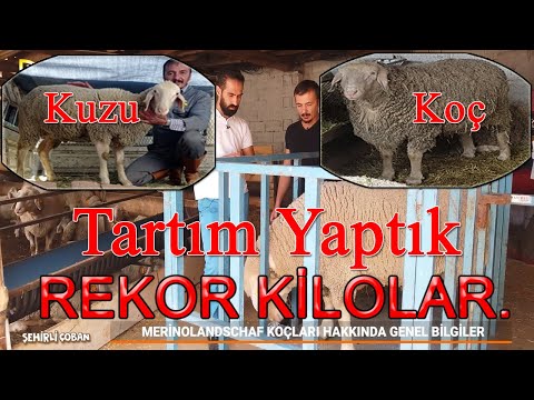 Kuzu Koyun ve Koç Tartımı.