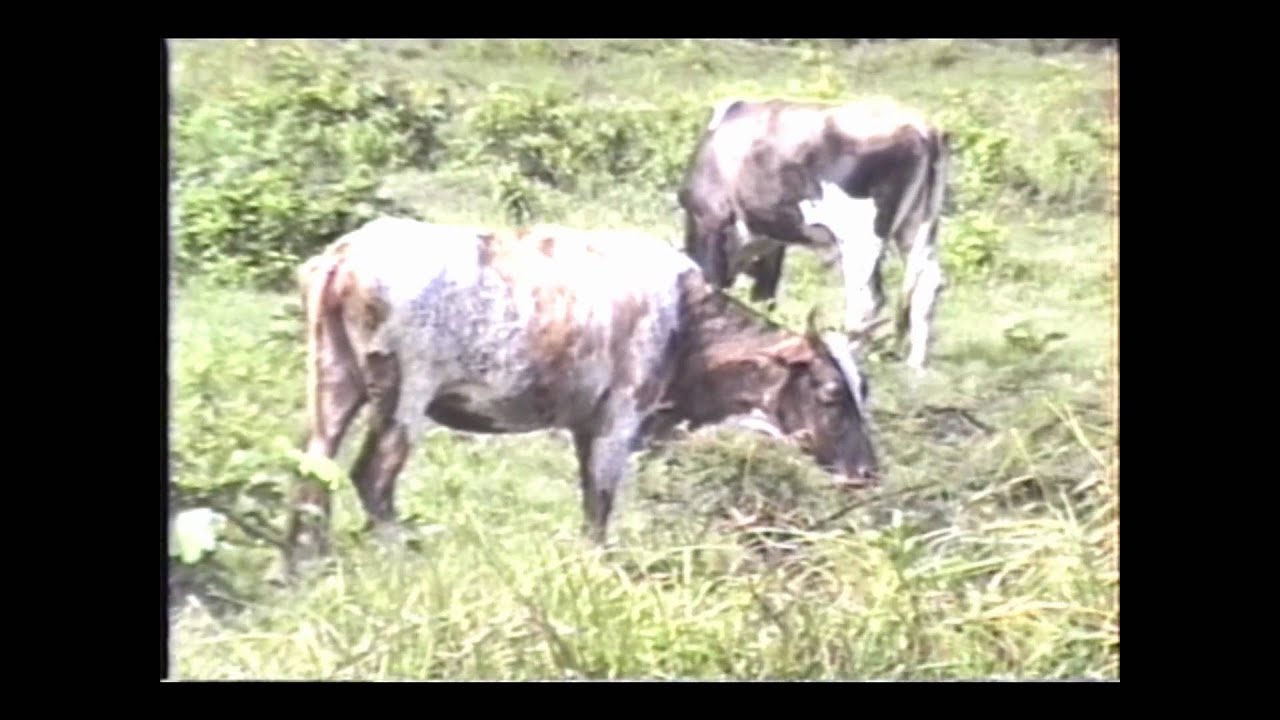 Guyana 1991-(video 013)-Driving in Essequibo, cows - YouTube