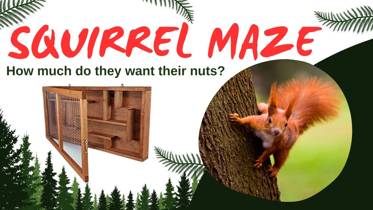 Autumn Squirrel Adventure Plans REVEALED - YouTube