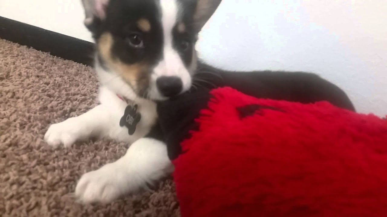 Obi Wan Corgi! - YouTube