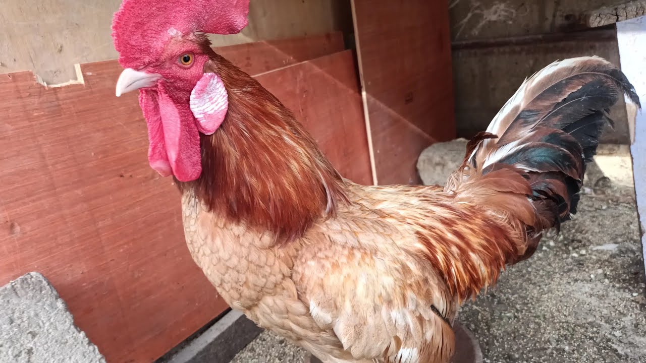 Adorable Rooster Crowing Sounds | Amazing Rooster With Hen🐔🐓🥰 - YouTube