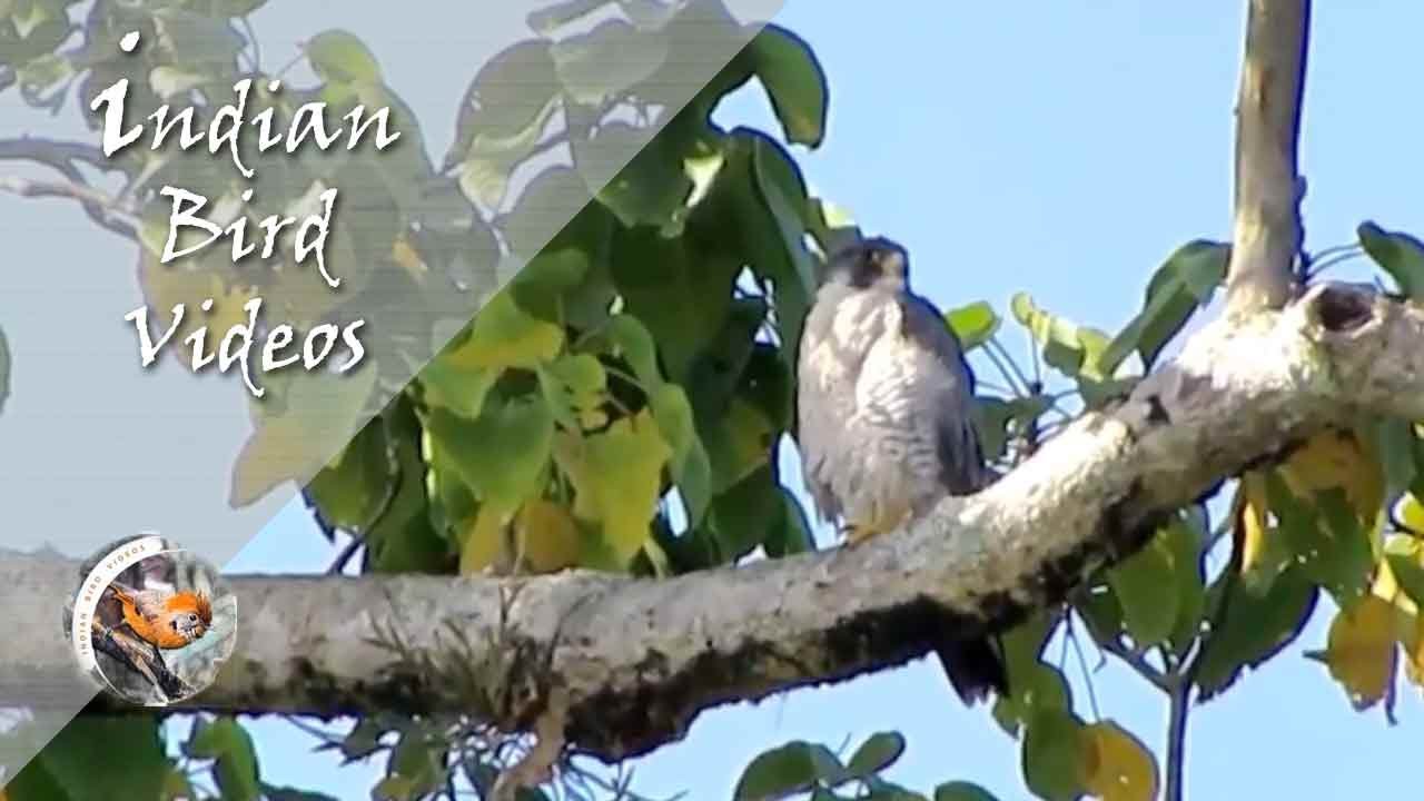 The Peregrine Falcon (Falco peregrinus) - Indian Bird Videos - YouTube