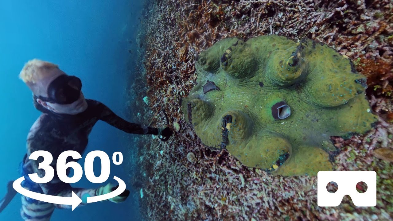 Freediving Raja Ampat Kri Island, Papua, Indonesia 3D 360° VR 8K - YouTube