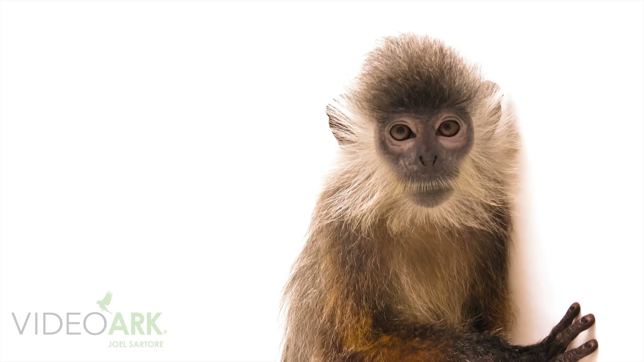 An endangered Annamese langur (Trachypithecus margarita) at ACCB. - YouTube