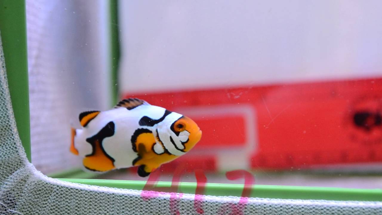 Picasso Clownfish Grade A