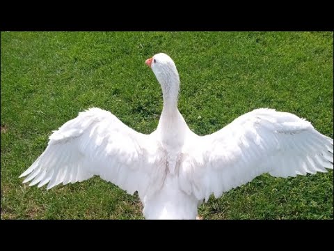 Live streaming of amazing amanda - YouTube