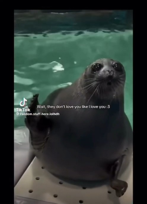 They don’t love you like I love you#shorts #seal #trending - YouTube