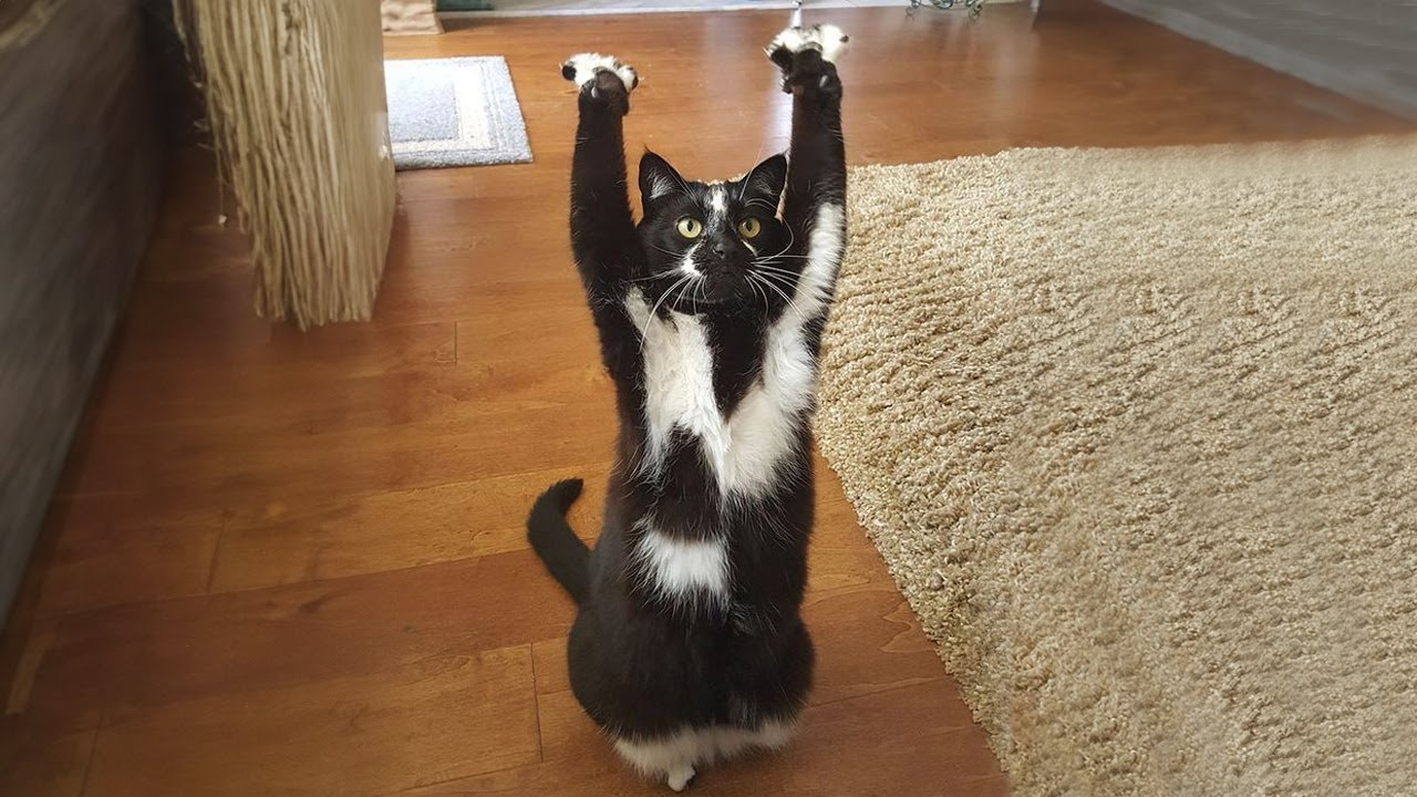 Put your hand up ! Funniest Cats and Dogs Videos Ever Try not to laugh ...