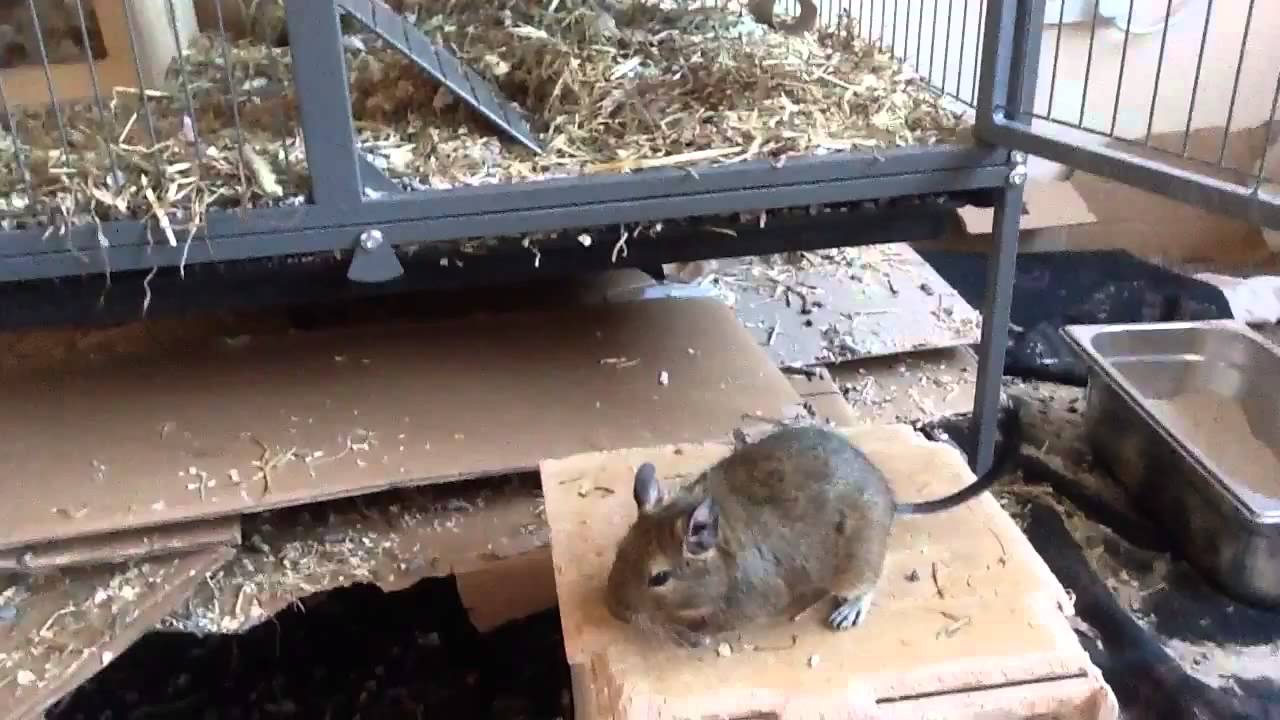 Degu nest building - YouTube